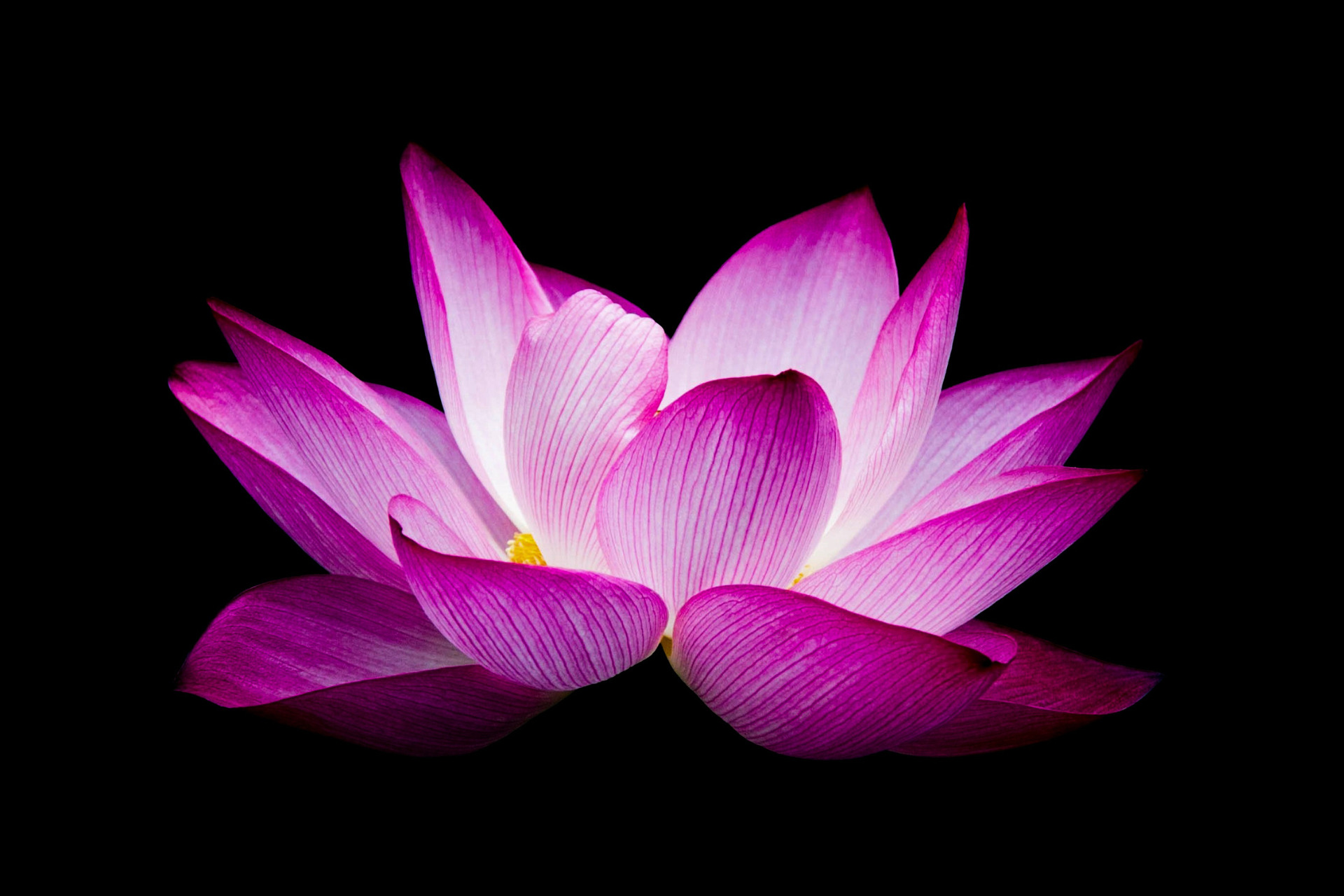 Die Bedeutung der Lotusblume: Symbol | Blume des Buddhismus