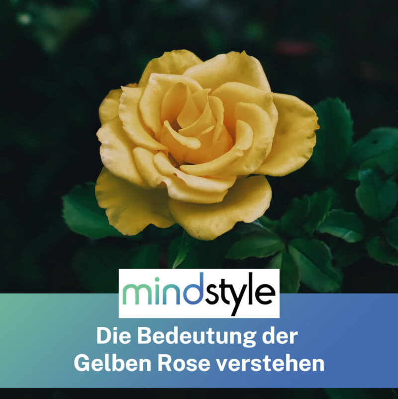 Gelbe Rose Spirituelle Bedeutung